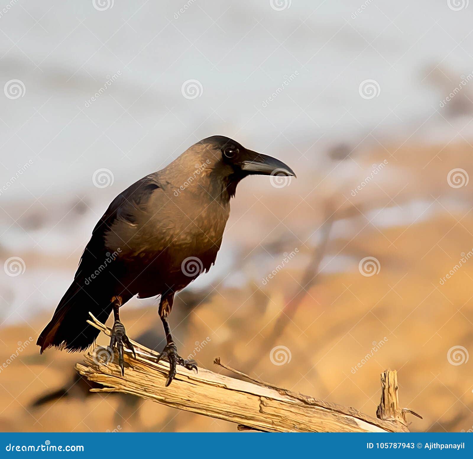 Crow stock image. Image of wide, india, crow, nature - 105787943