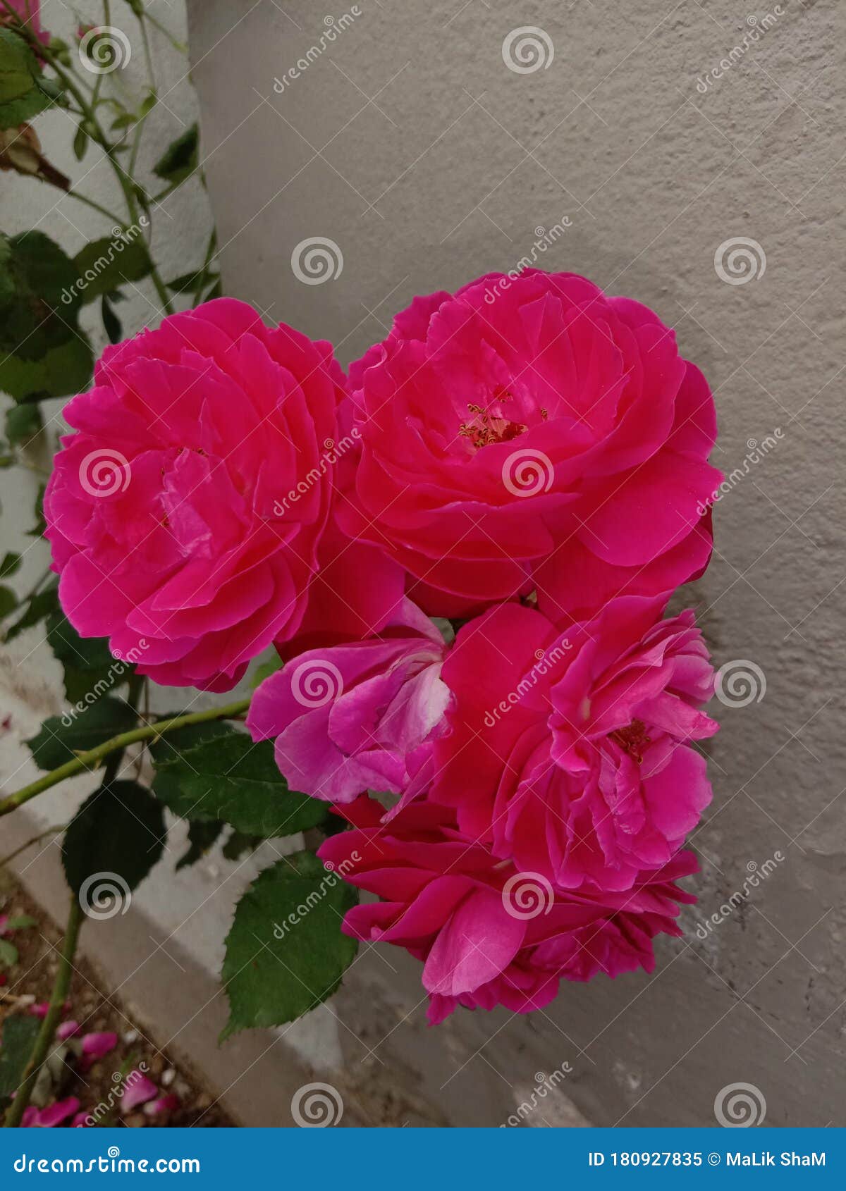 Best click pair of roses stock image. Image of pair - 180927835
