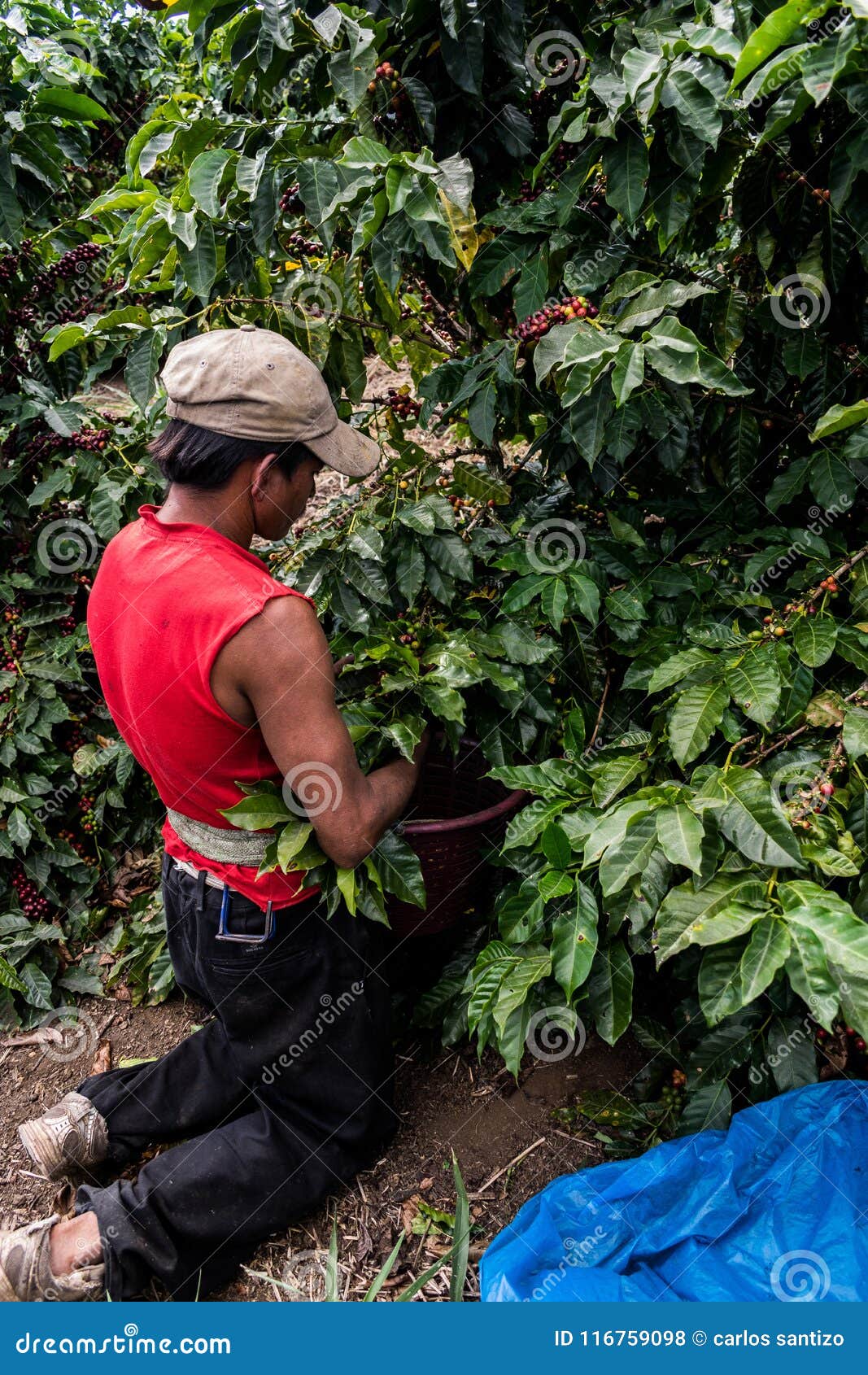 Man cutting coffee editorial stock photo. Image of cutting - 116759098