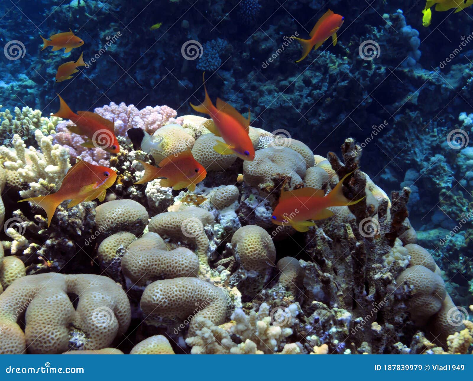 Best Coral Reefs Are The Largest Natural Structures In Southern ...