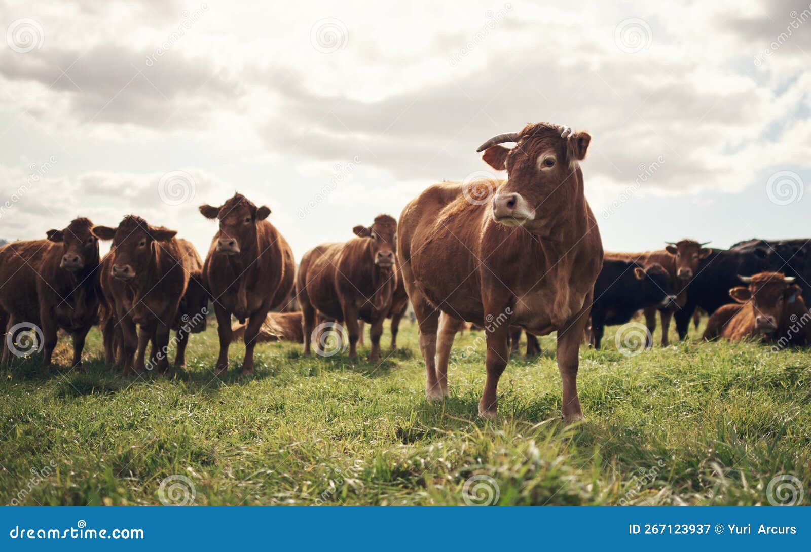 The Best Cows in the Farming Business. a Herd of Cows on a Farm. Stock ...