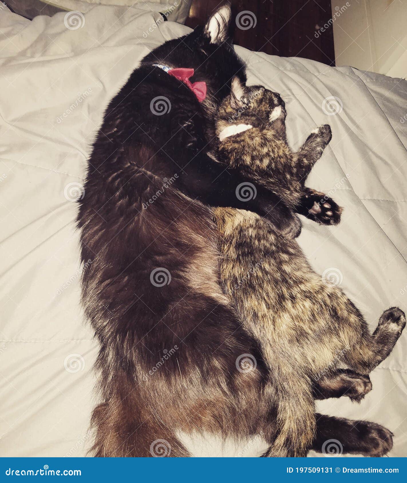 Best Cuddle Buddies stock image. Image of buddies, animal - 197509131