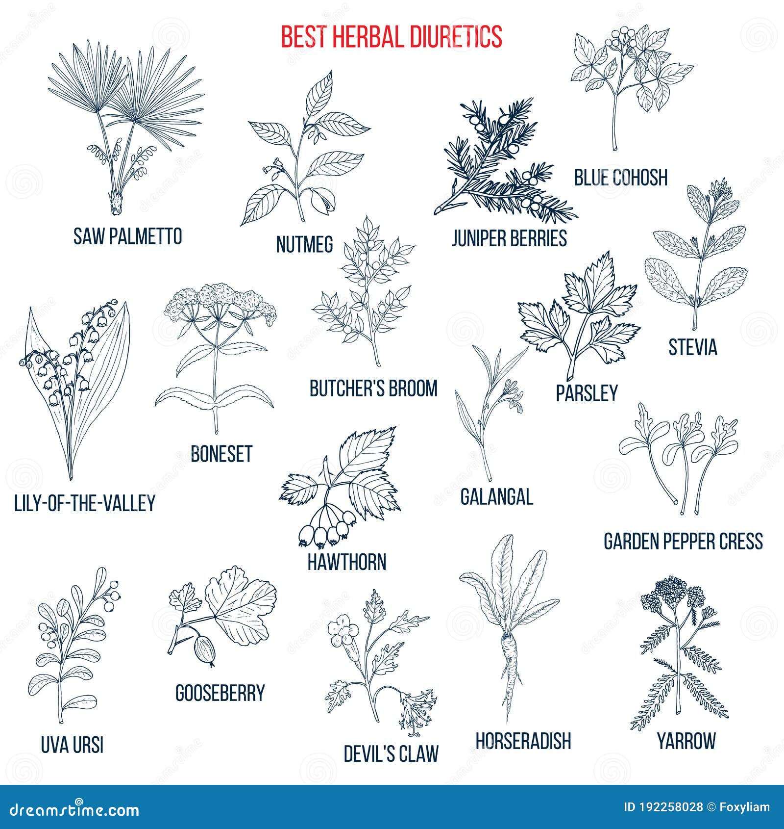 Best diuretic herbs set stock vector. Illustration of health - 192258028