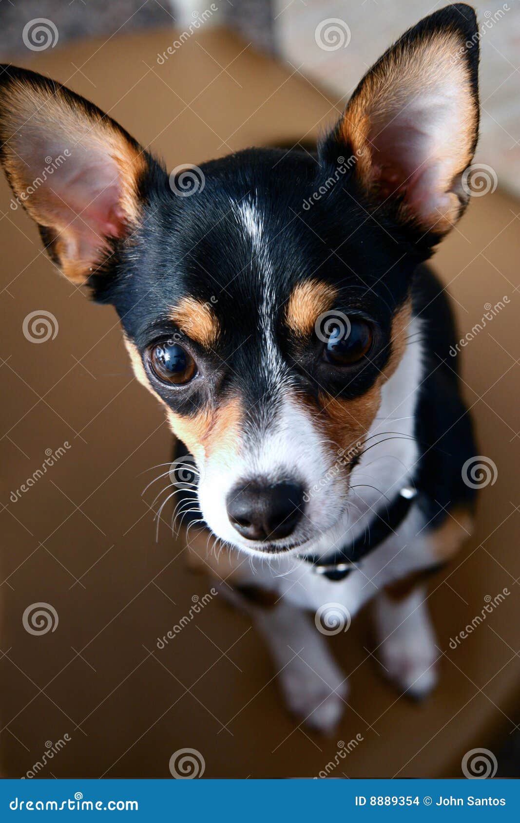 Best dog ever! stock photo. Image of sitting, grass, small - 8889354