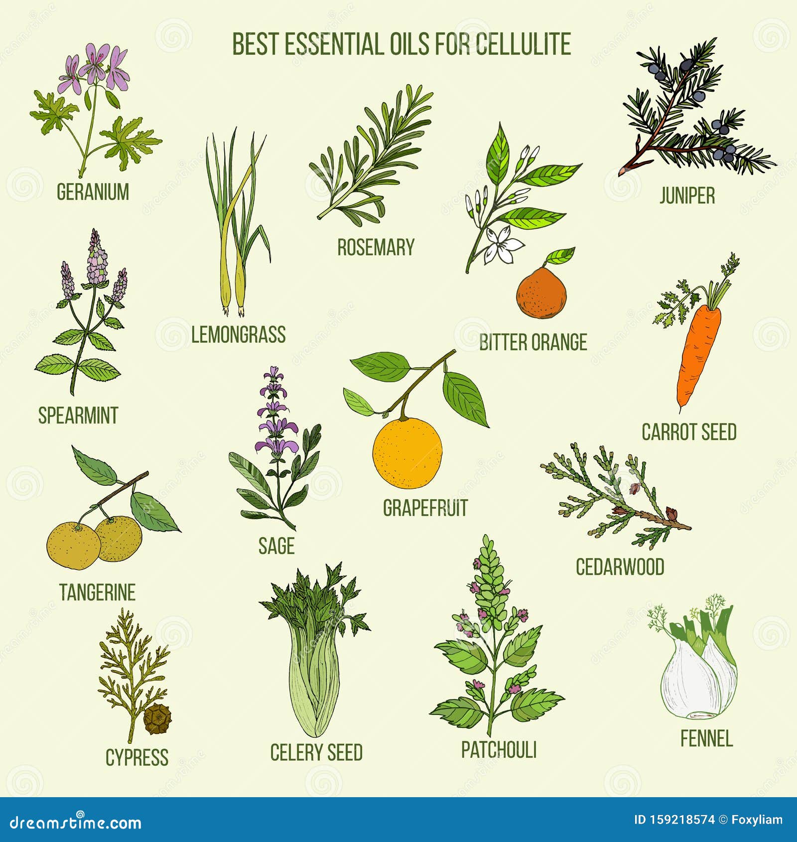Best Essential Oils for Cellulite Stock Vector - Illustration of ...