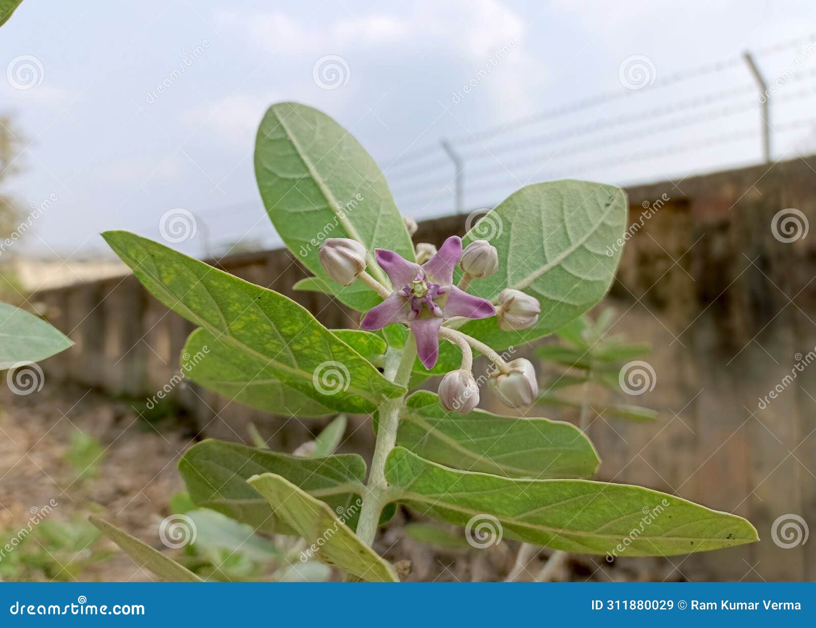 Best Flower of Calotropis Procera in India Stock Image - Image of leaf ...