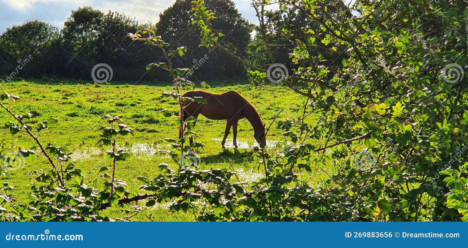Best Friend from Behind the Fence Stock Photo - Image of mammal ...