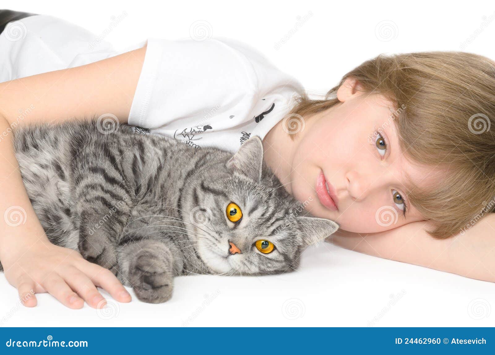 Best friends stock photo. Image of kitten, playing, friends - 24462960