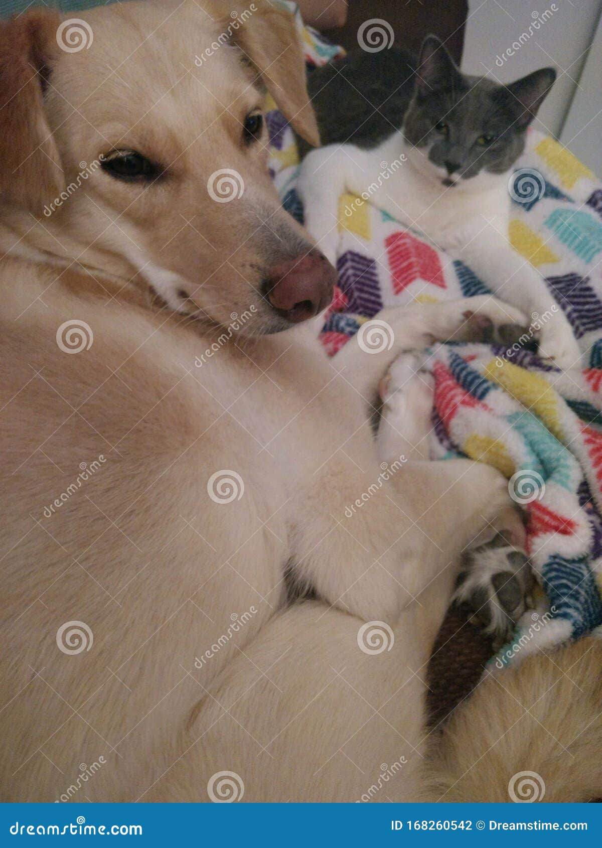 Best friends cat and dog stock photo. Image of siblings - 168260542