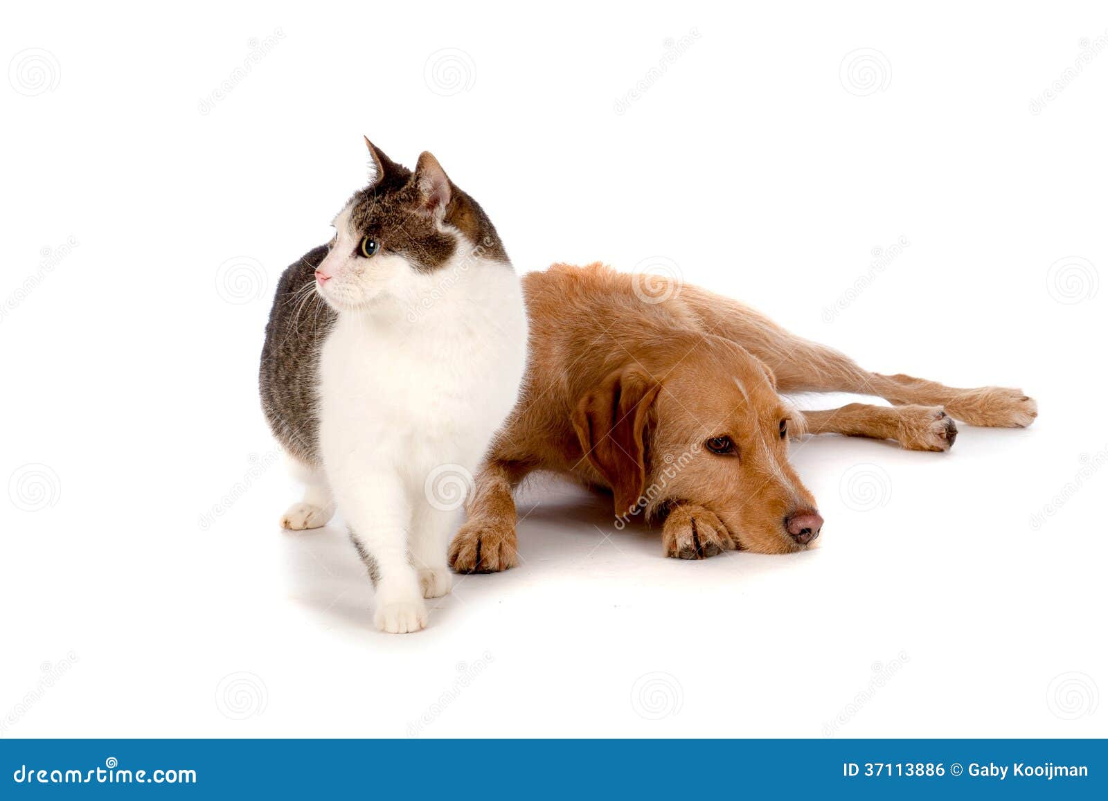 Best Friends stock photo. Image of couple, friendship - 37113886