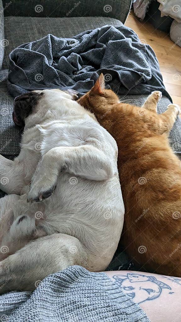 Best friends cuddle time stock photo. Image of love - 284138370