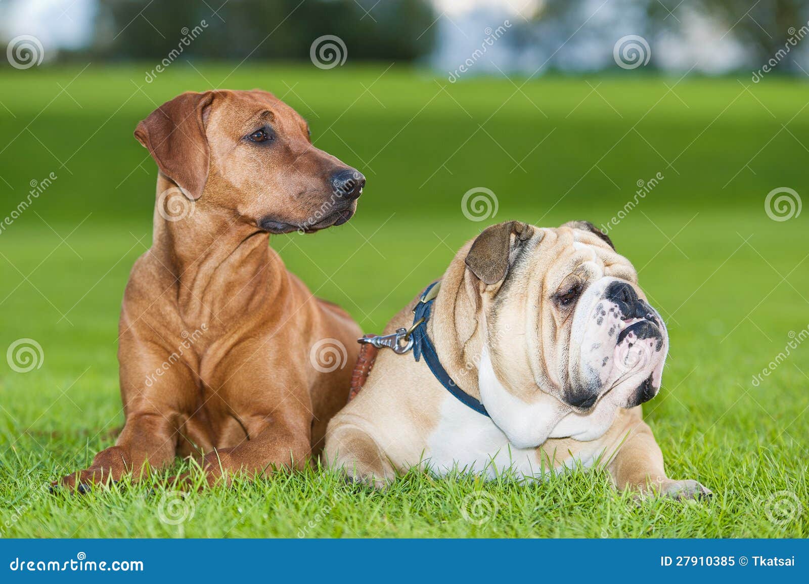 Best friends dogs stock image. Image of smiling, attention - 27910385