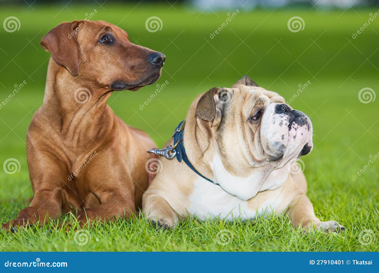 Best friends dogs stock image. Image of grass, race, horizontal - 27910401