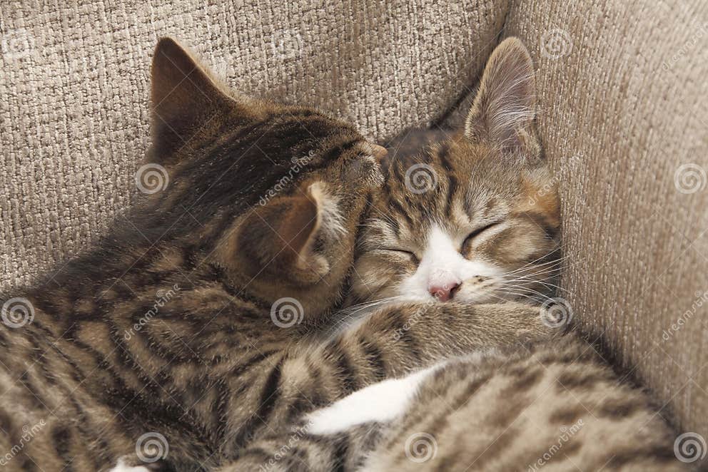 Best friends kittens stock image. Image of cats, friend - 19988561