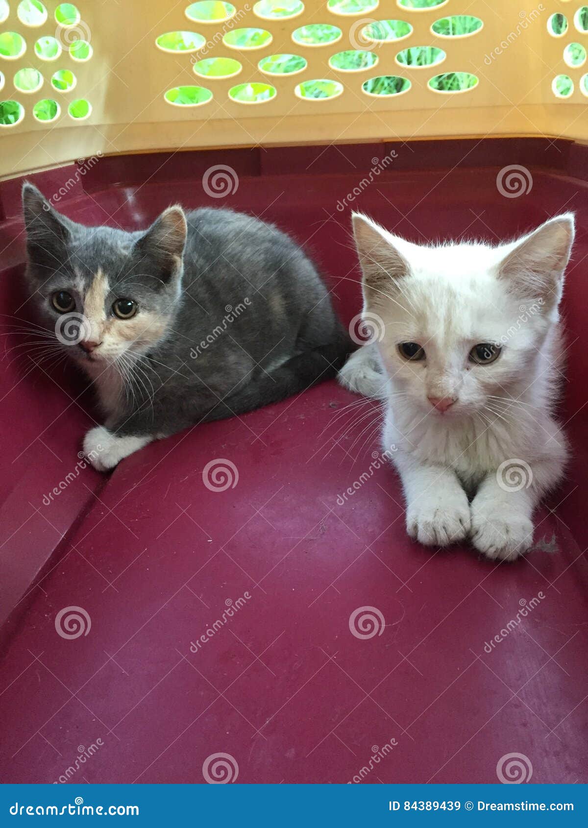 Best Friends stock image. Image of friends, cats - 84389439