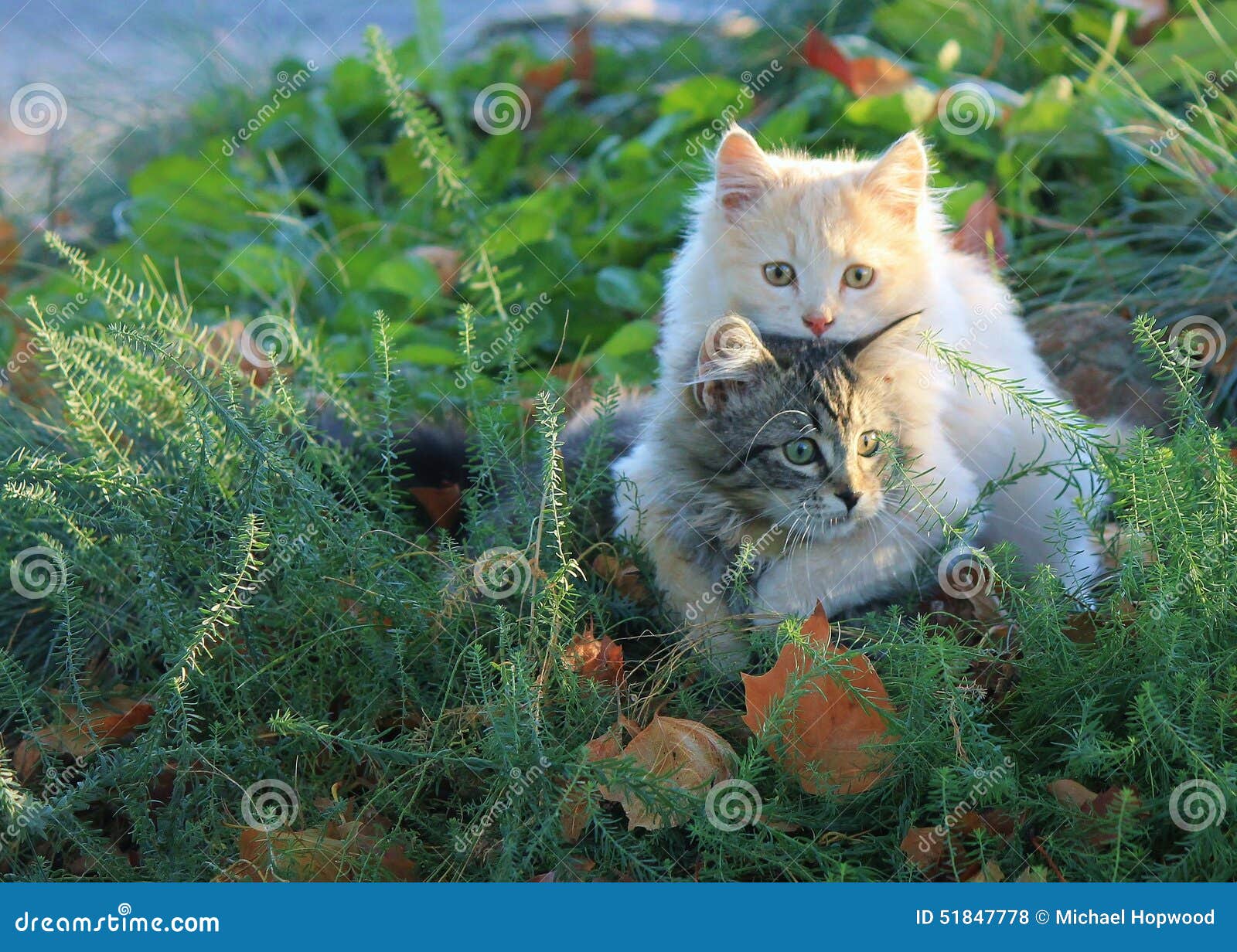 Best Friends stock photo. Image of embrace, kittens, buddies - 51847778