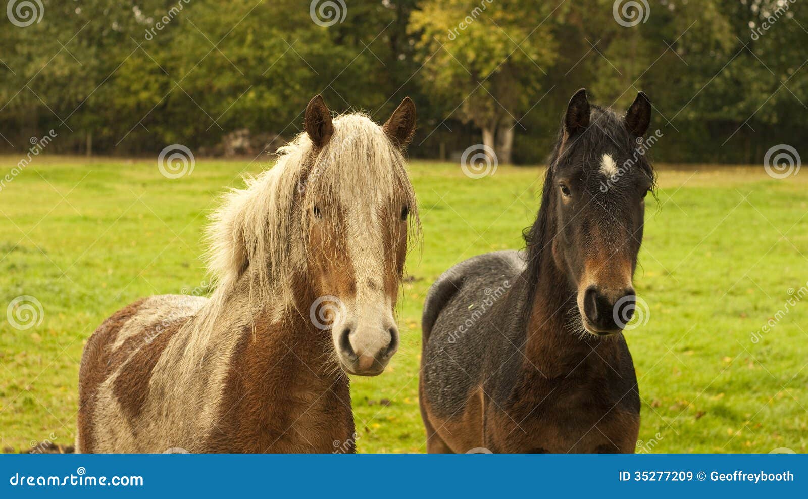 Best Friends, two ponies. stock image. Image of curiosity - 35277209