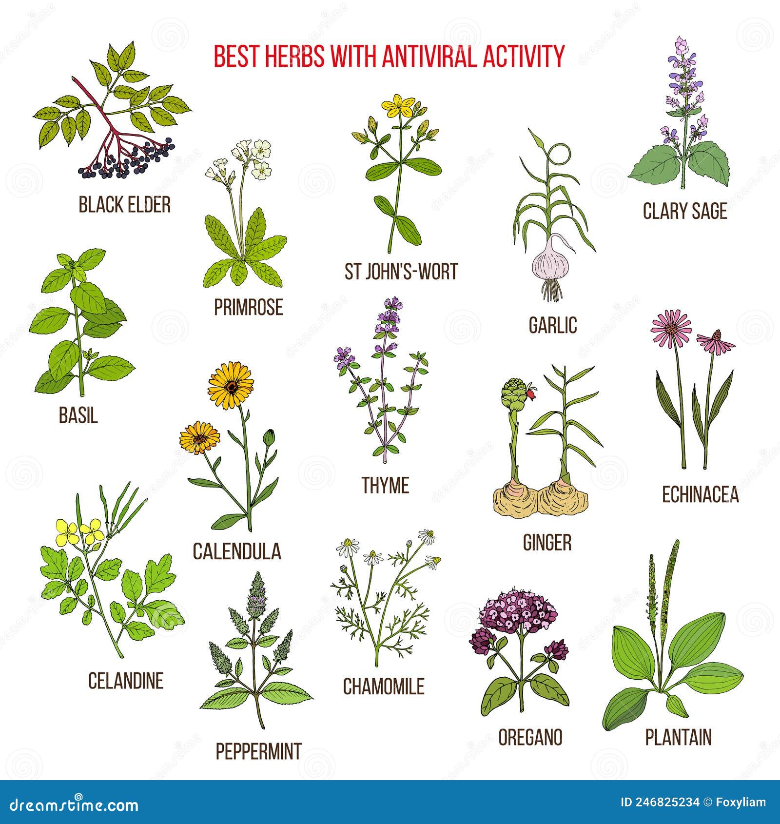 Best Herbs with Antiviral Activity Stock Vector - Illustration of ...