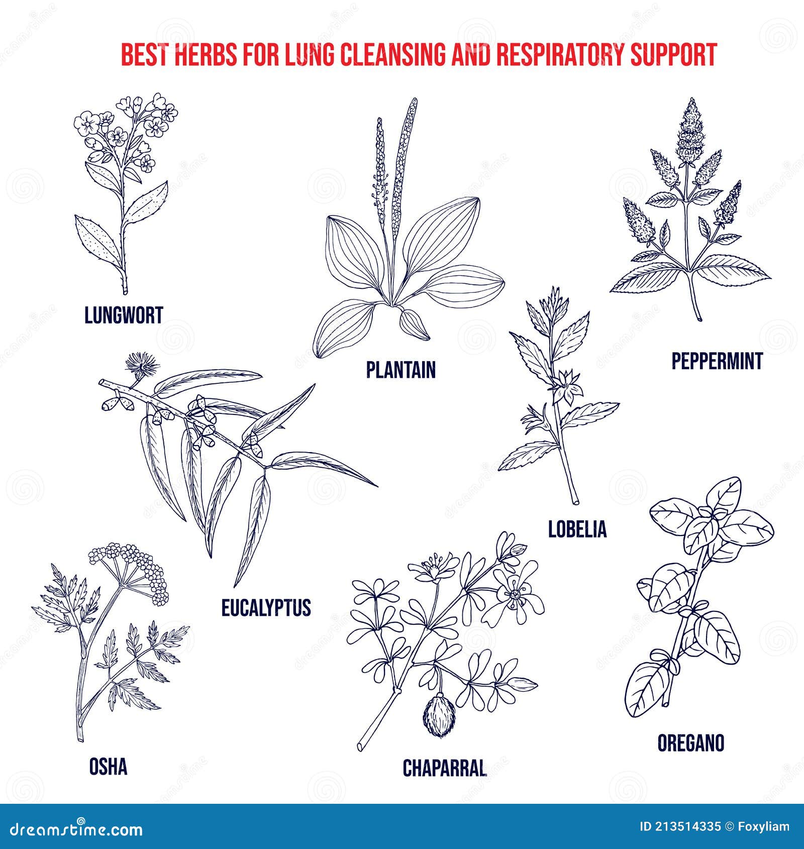 Best Herbs for Lung Cleansing and Respiratory Support Stock Vector ...