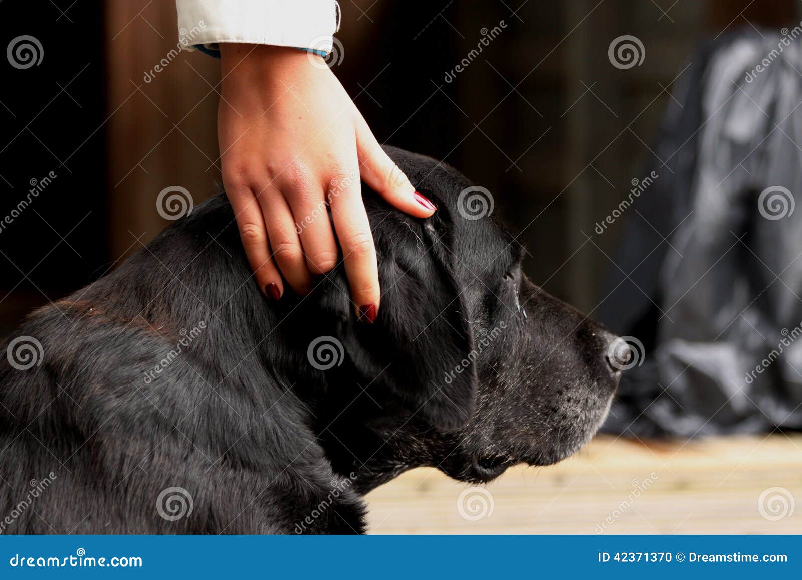 Best human friend stock photo. Image of obedient, friend - 42371370