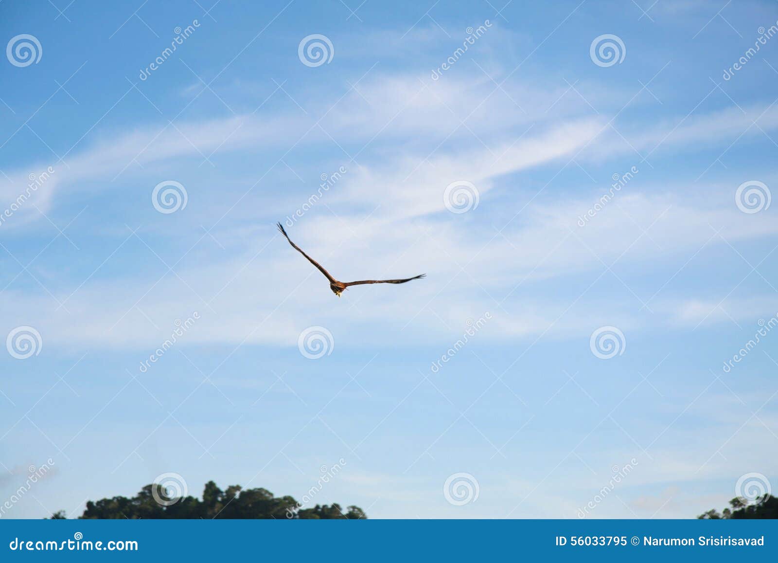 The Best Hunter in the Sky stock image. Image of seek - 56033795