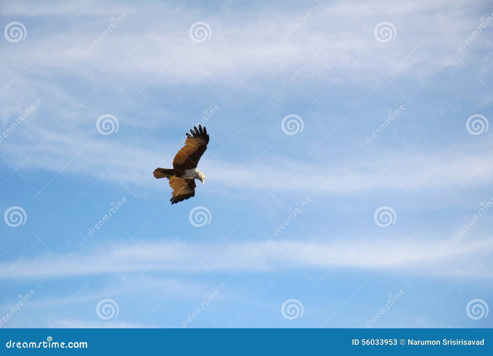 The Best Hunter in the Sky stock image. Image of search - 56033953