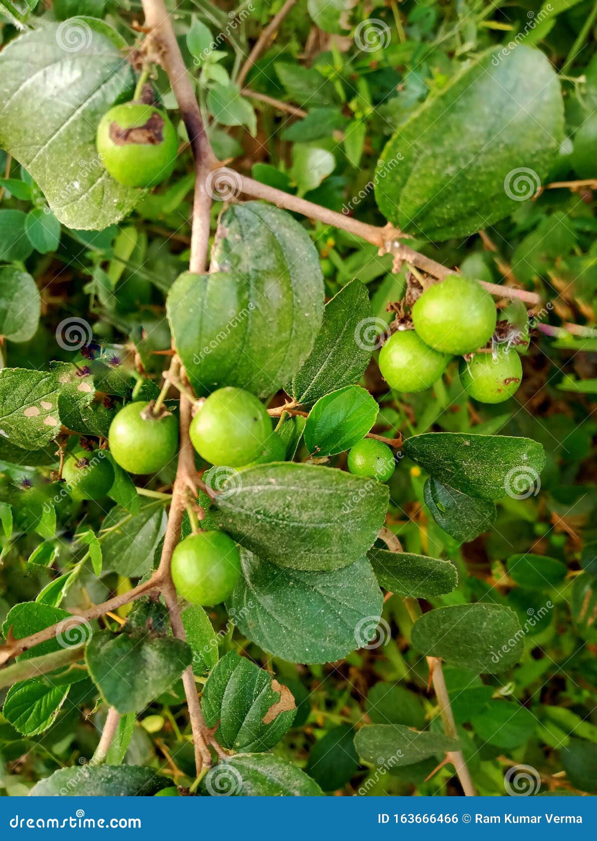 Best Indian Jui Ube Fruitig Image India Stock Foto - Image of beeld ...