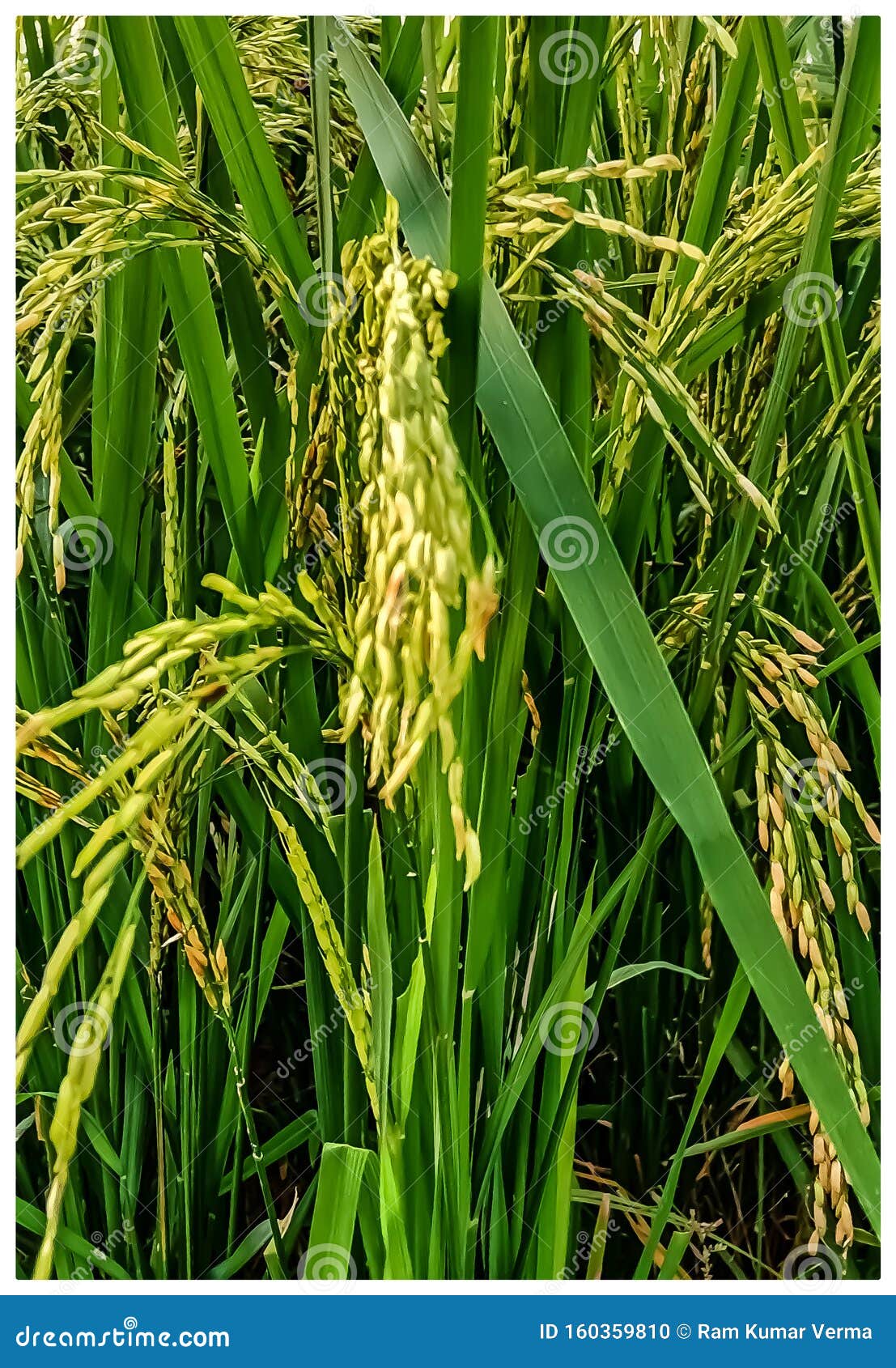 Best Indian Peddy Field Image Stock Photo - Image of indian, peddy ...