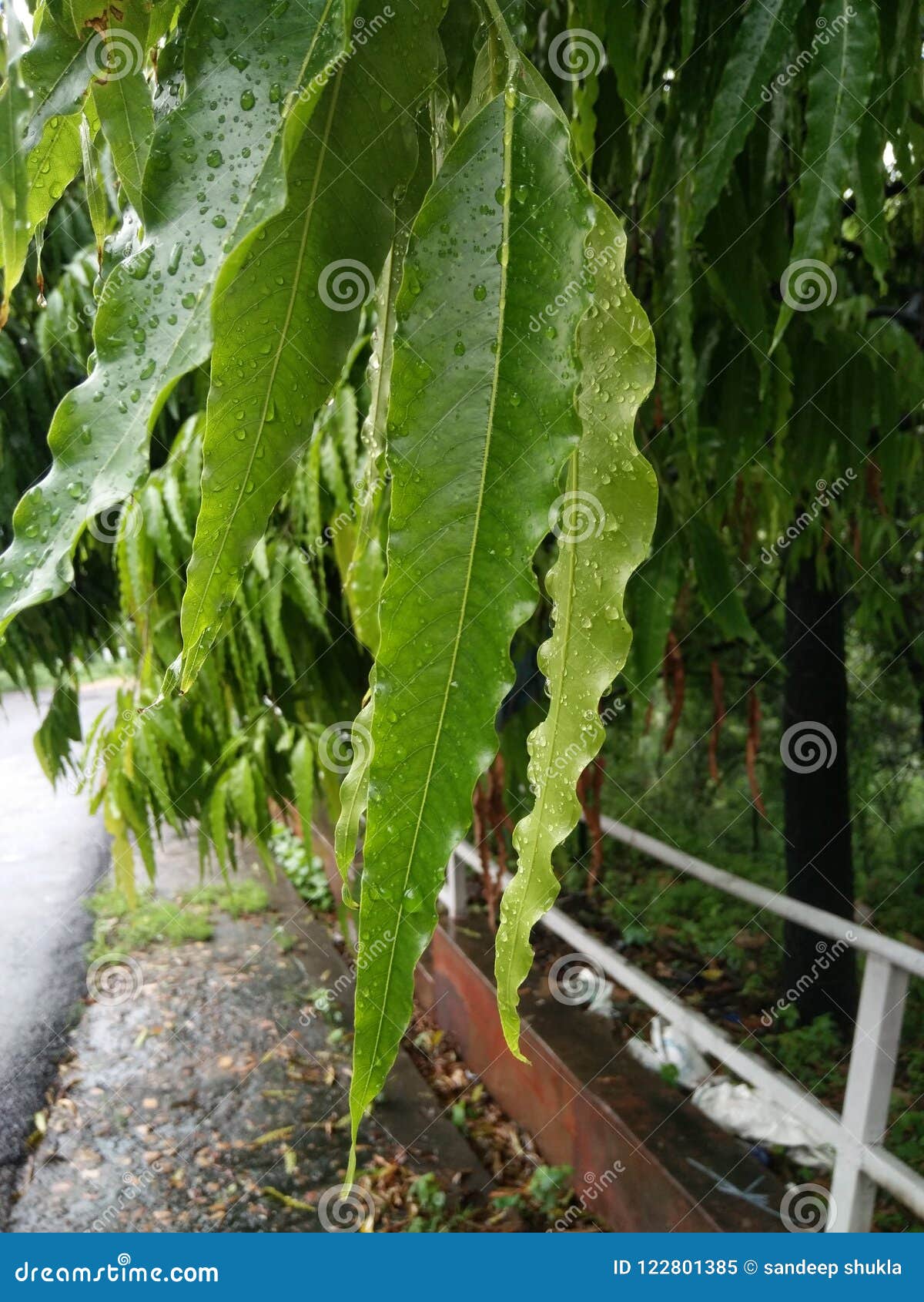 Forest leaf point tree stock image. Image of point, leaf - 122801385