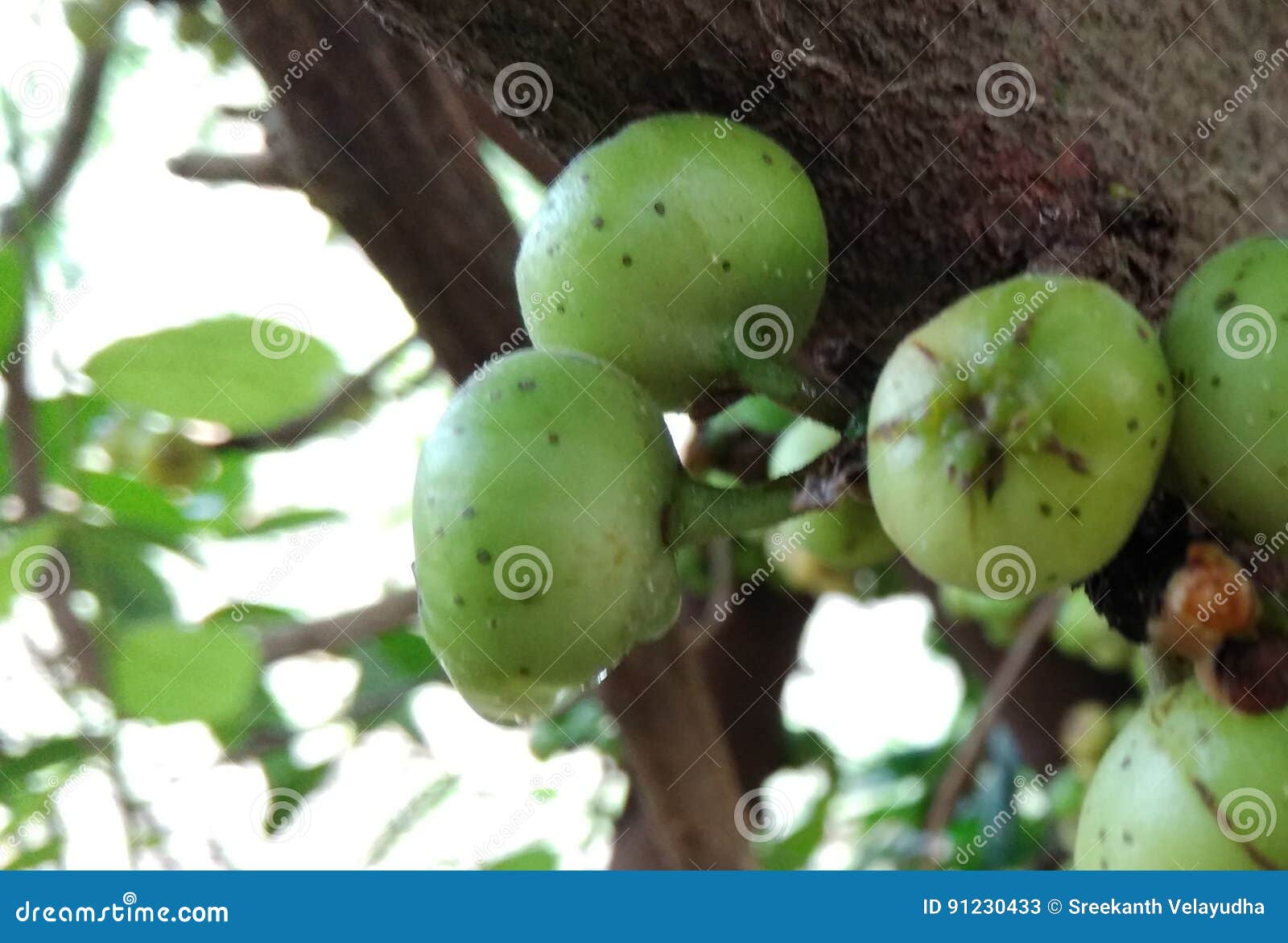 Best Nature Hd Tree for Website Stock Image - Image of tree, vermont ...