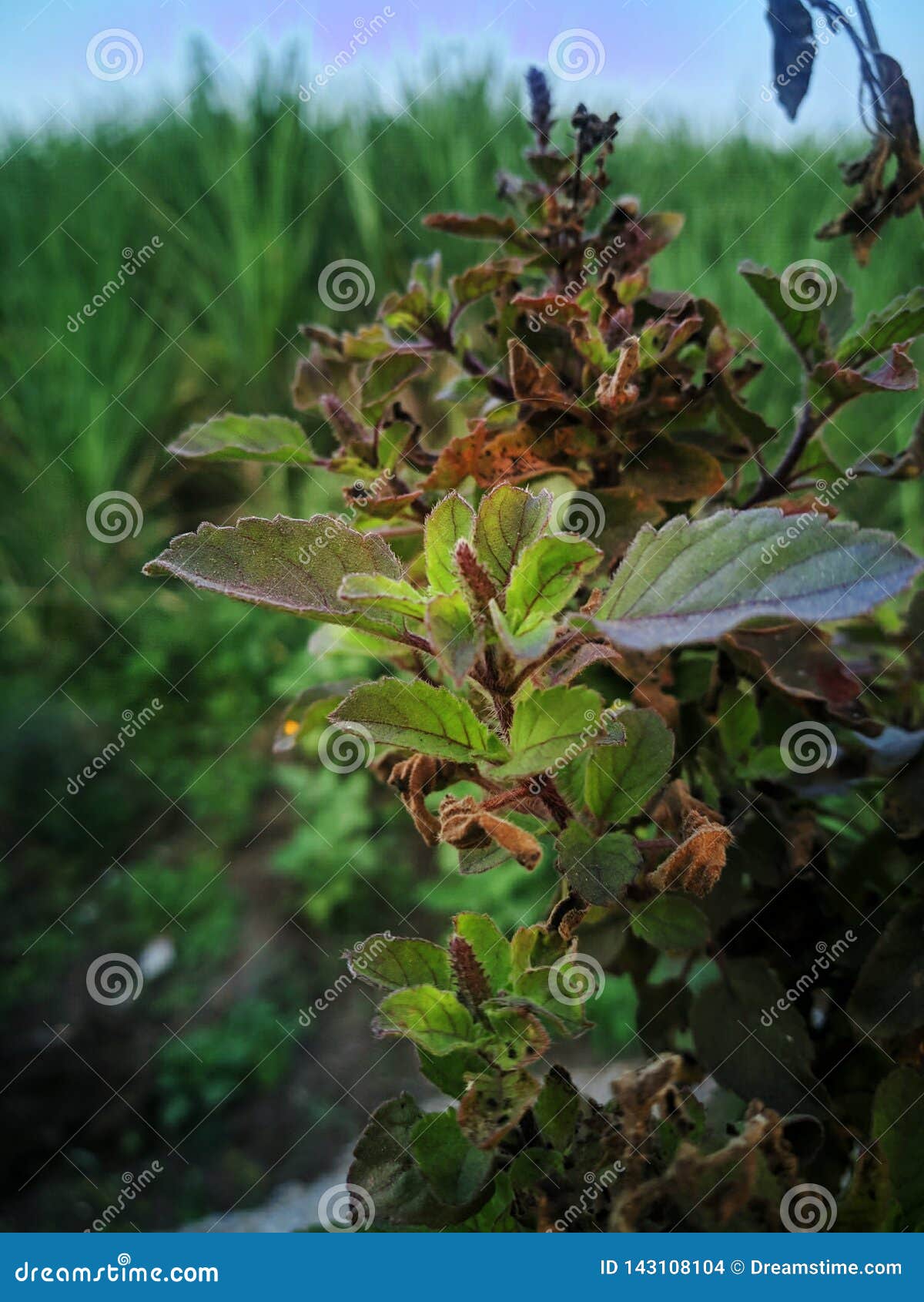 Tulsi stock photo. Image of details, highlighted, beautiful - 143108104