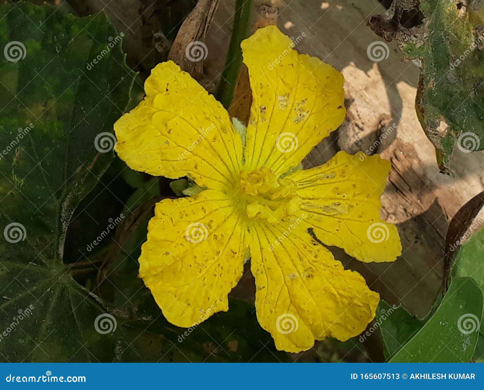 Best Photo Shoot in the Khet Earth Stock Image - Image of khet, shoot ...