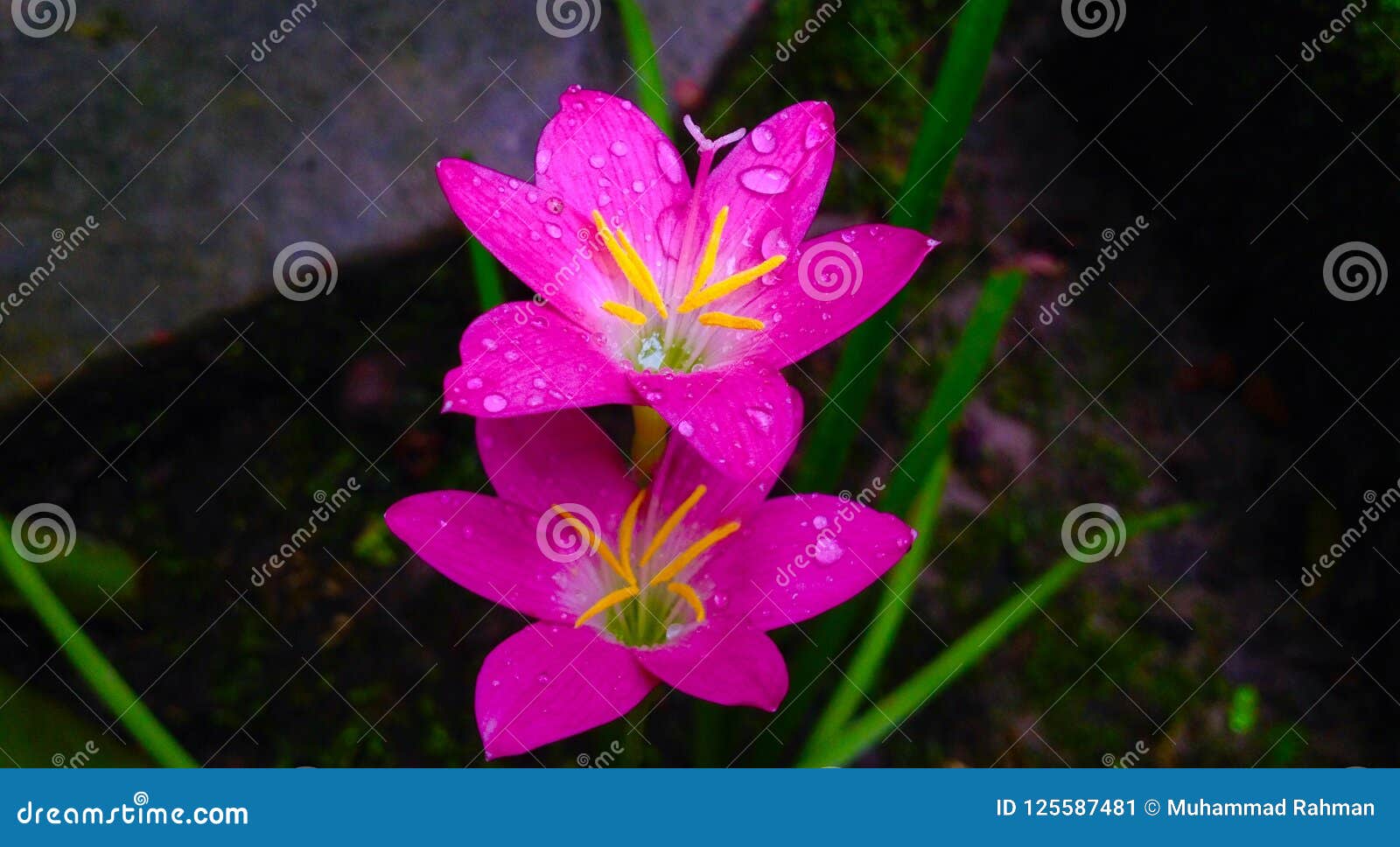 The Best Piyaj Flower Capture by IPhone 4s. Stock Image - Image of ...