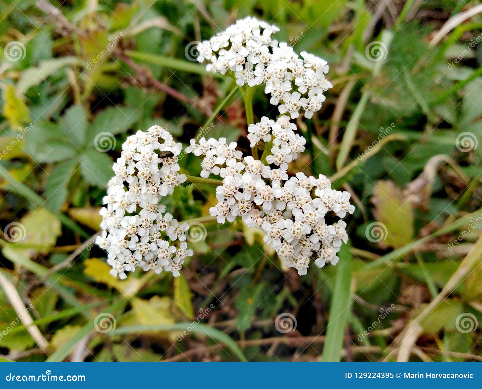 Best plant stock image. Image of angel, grass, plant - 129224395
