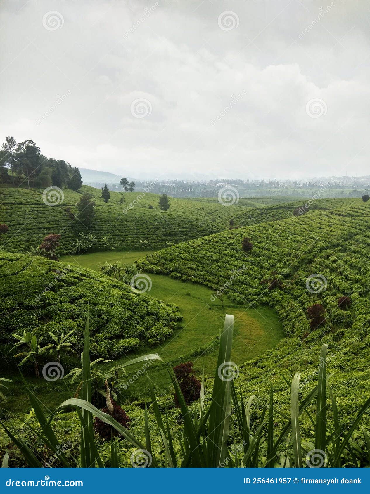Best Plant Tea in West Java Stock Image - Image of soil, plant: 256461957