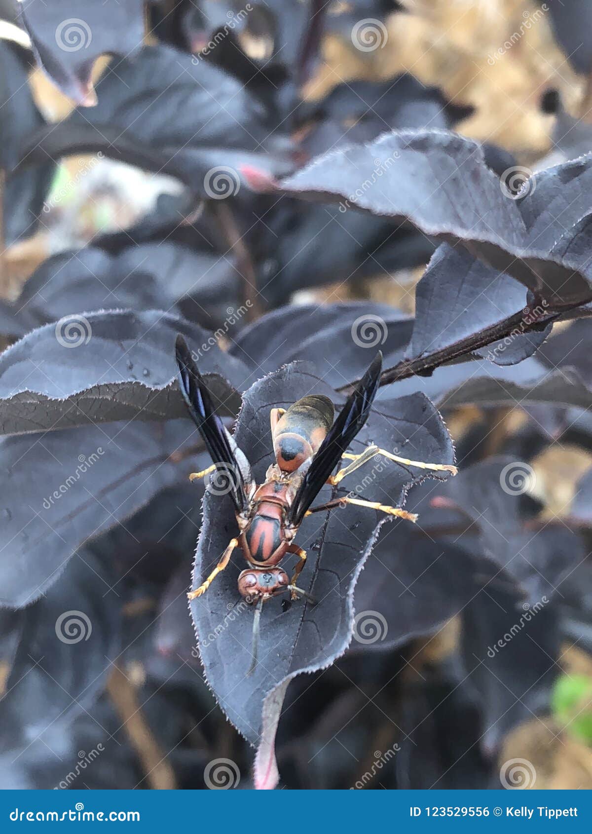 Best Red Crapemyrtle With Wasp Stock Photography | CartoonDealer.com ...
