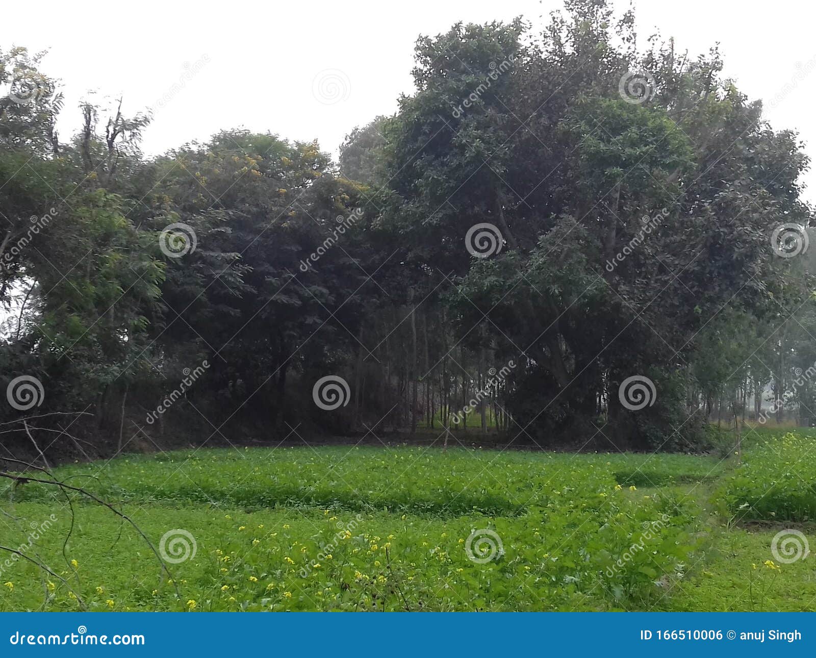 Best Scene Green Grass Tree Stock Photo - Image of green, grass: 166510006