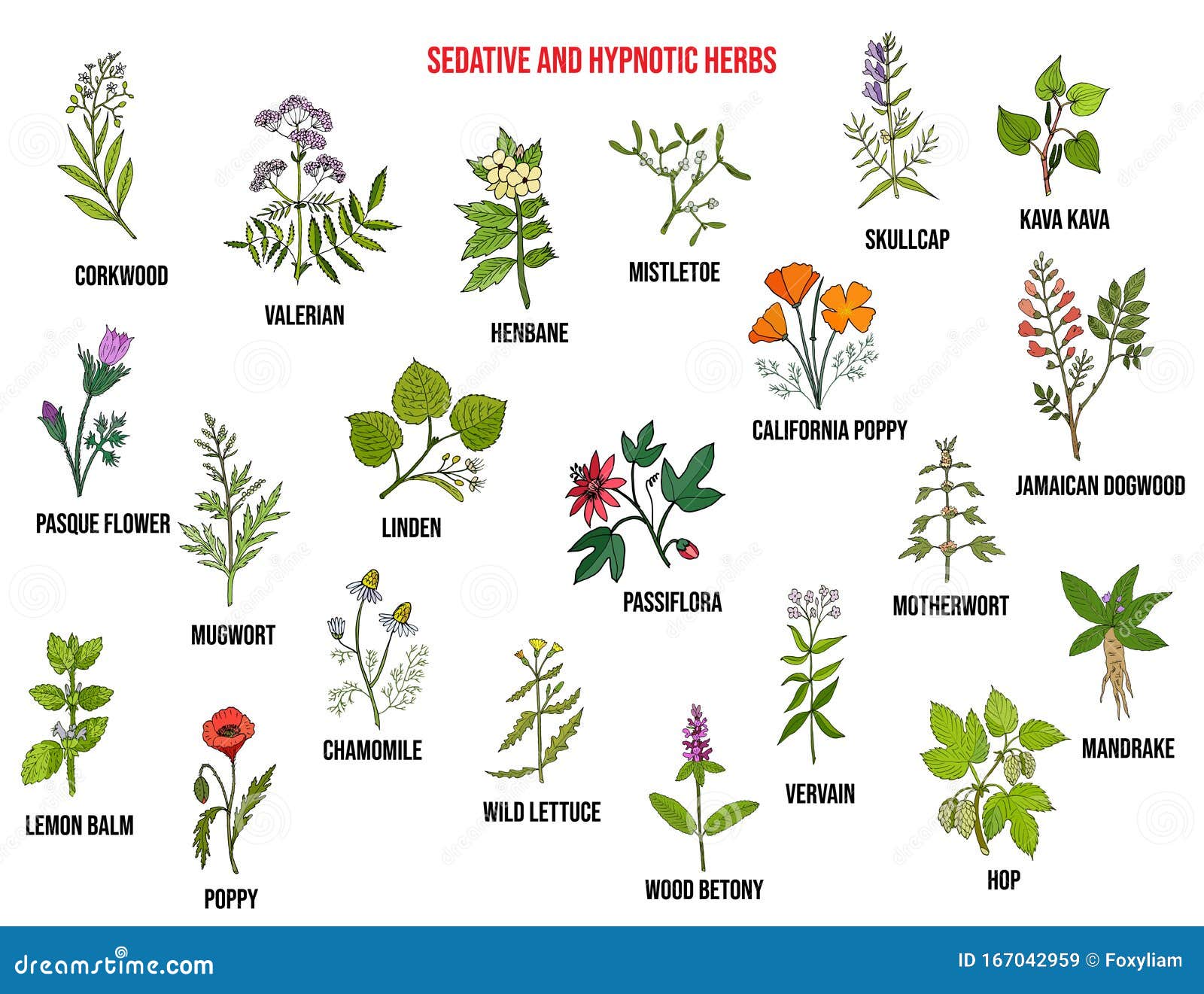 Best Sedative and Hypnotic Herbs. Hand Drawn Vector Set Stock Vector ... Best Sedative and Hypnotic Herbs. Hand Drawn Vector Set Stock Vector ...