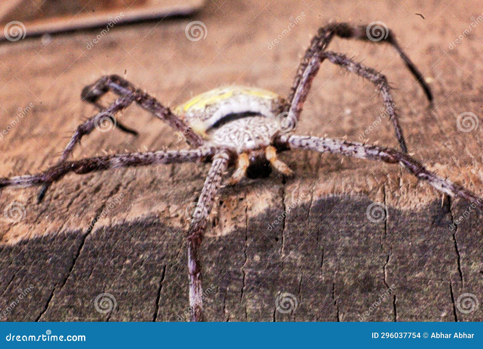 Asian Spider stock photo. Image of spiderweb, headed - 296037754