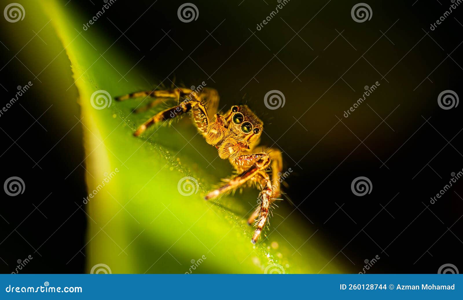 Macro the Best Shot of Jumping Spider Stock Photo - Image of colorful ...