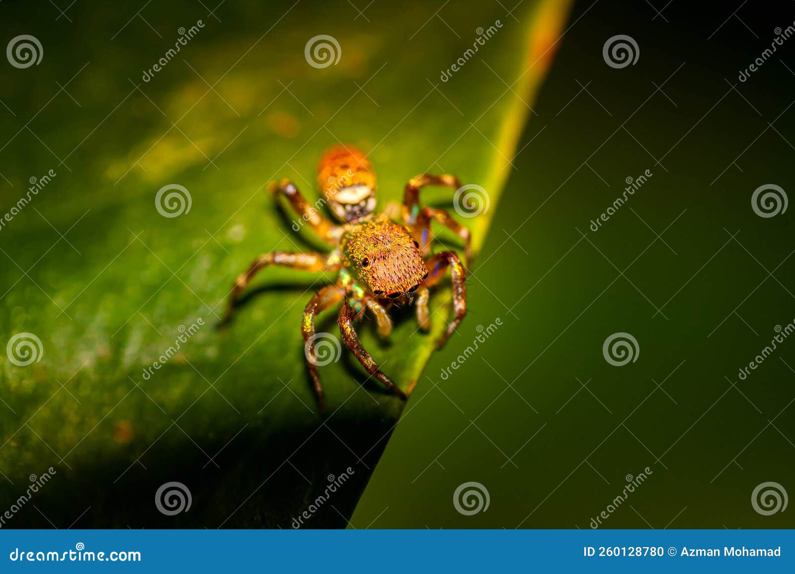 Macro the Best Shot of Jumping Spider Stock Photo - Image of domestic ...