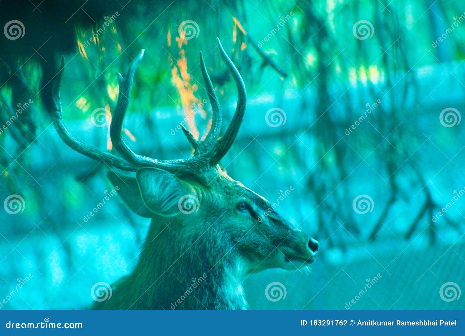 Best Side View of Rusa Unicolor Stock Photo - Image of reef, green ...