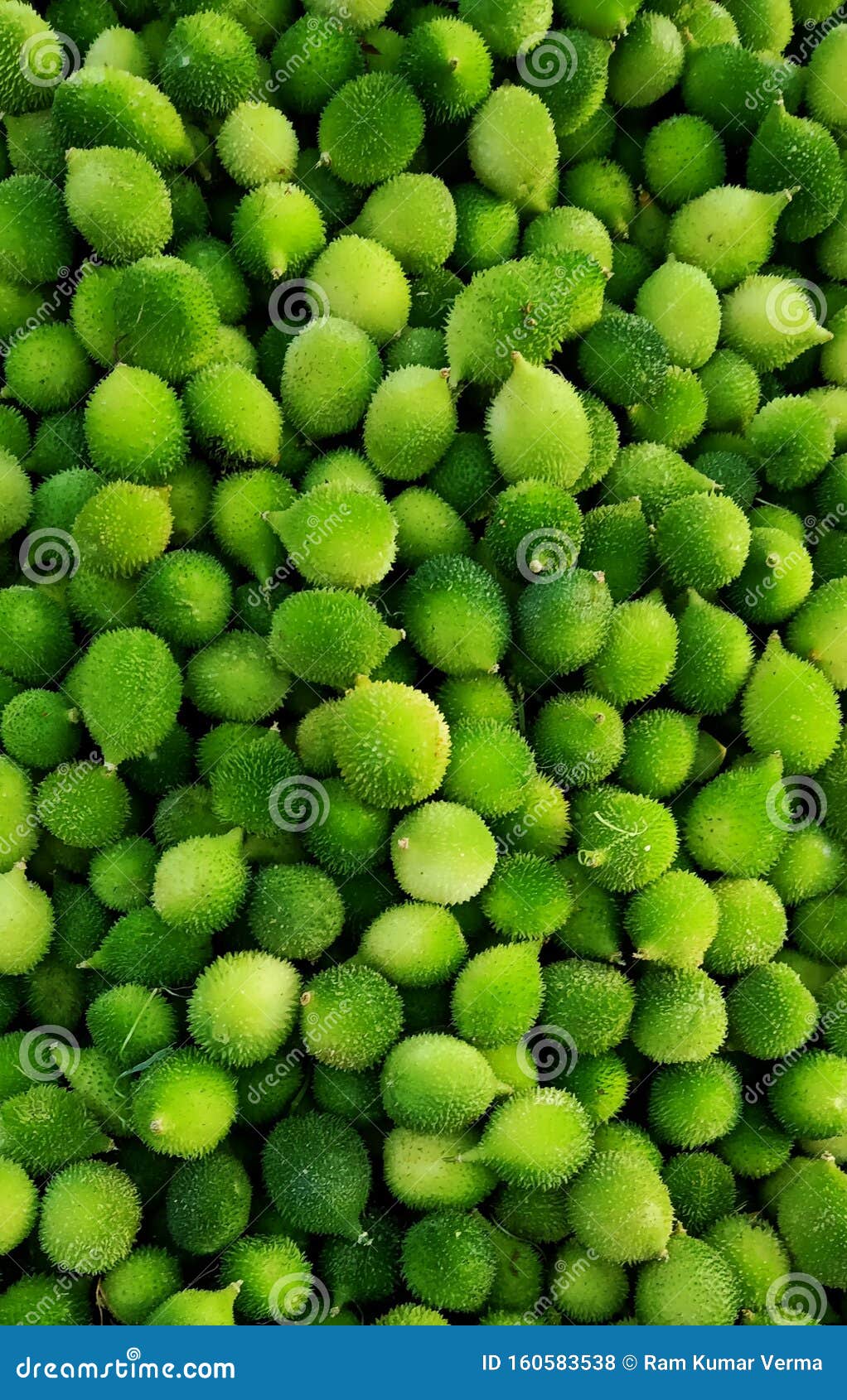 Best Spiny Gourd Indian Vegetable Stock Photo - Image of indian, gourd ...