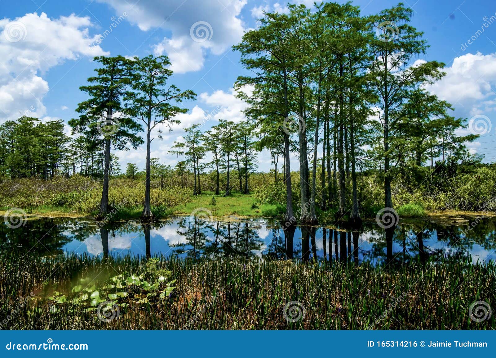 Best swamp stock photo. Image of delta, coast, american - 165314216