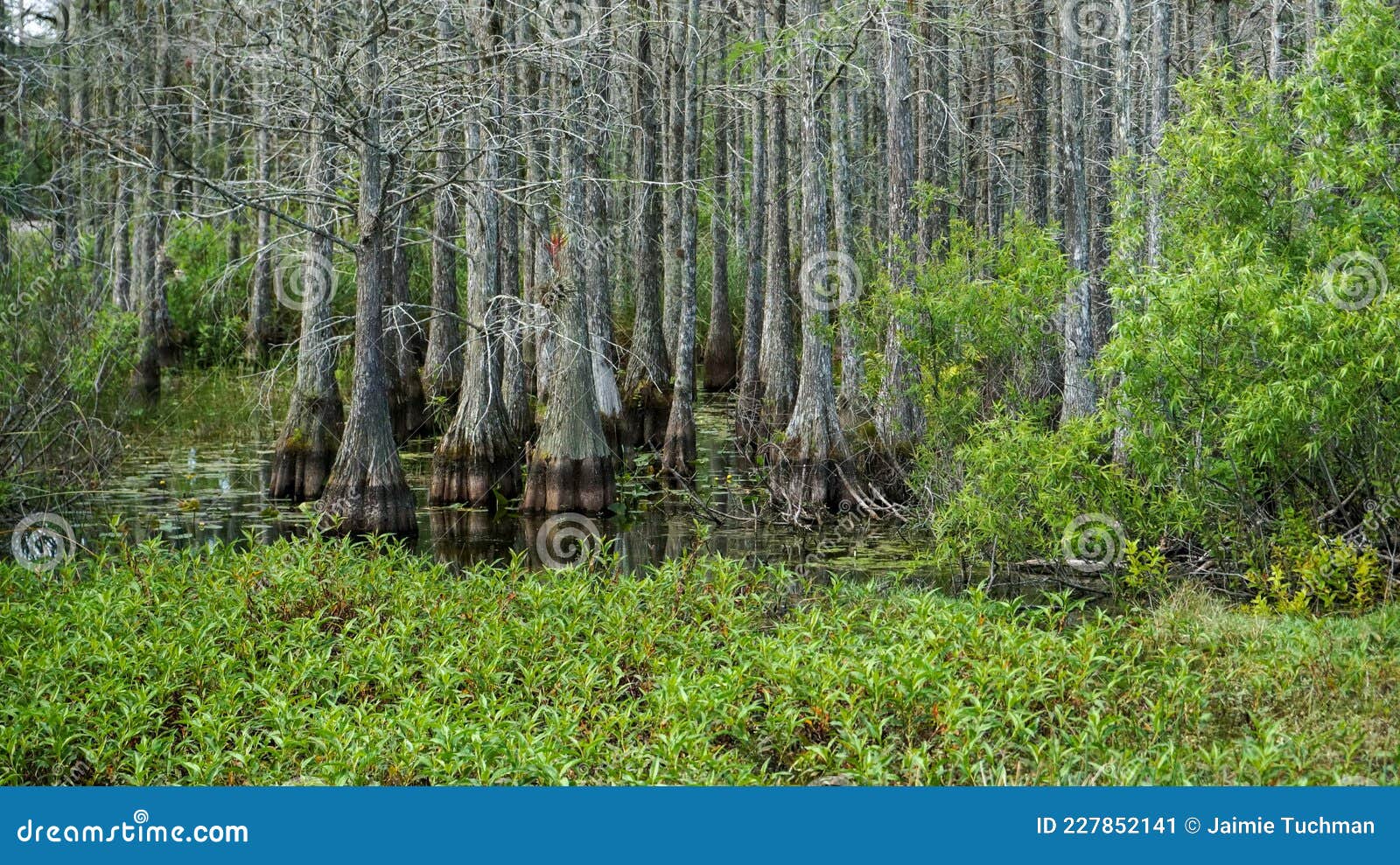 Best swamp stock image. Image of marsh, flood, florida - 227852141