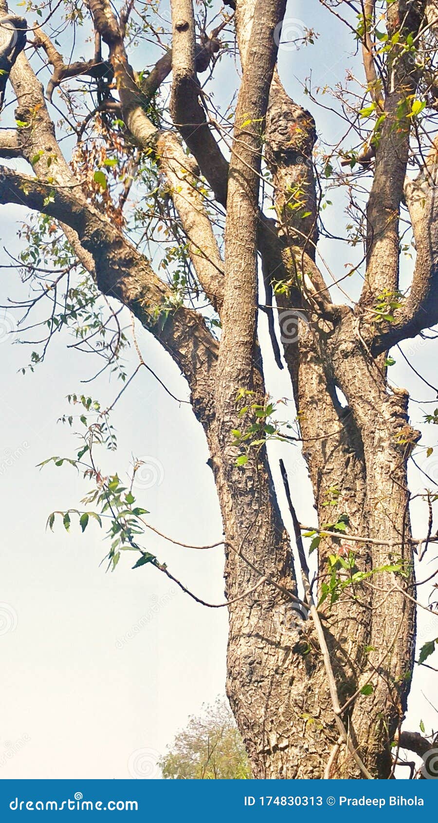 Best tree Image stock image. Image of tree, neem, plant - 174830313