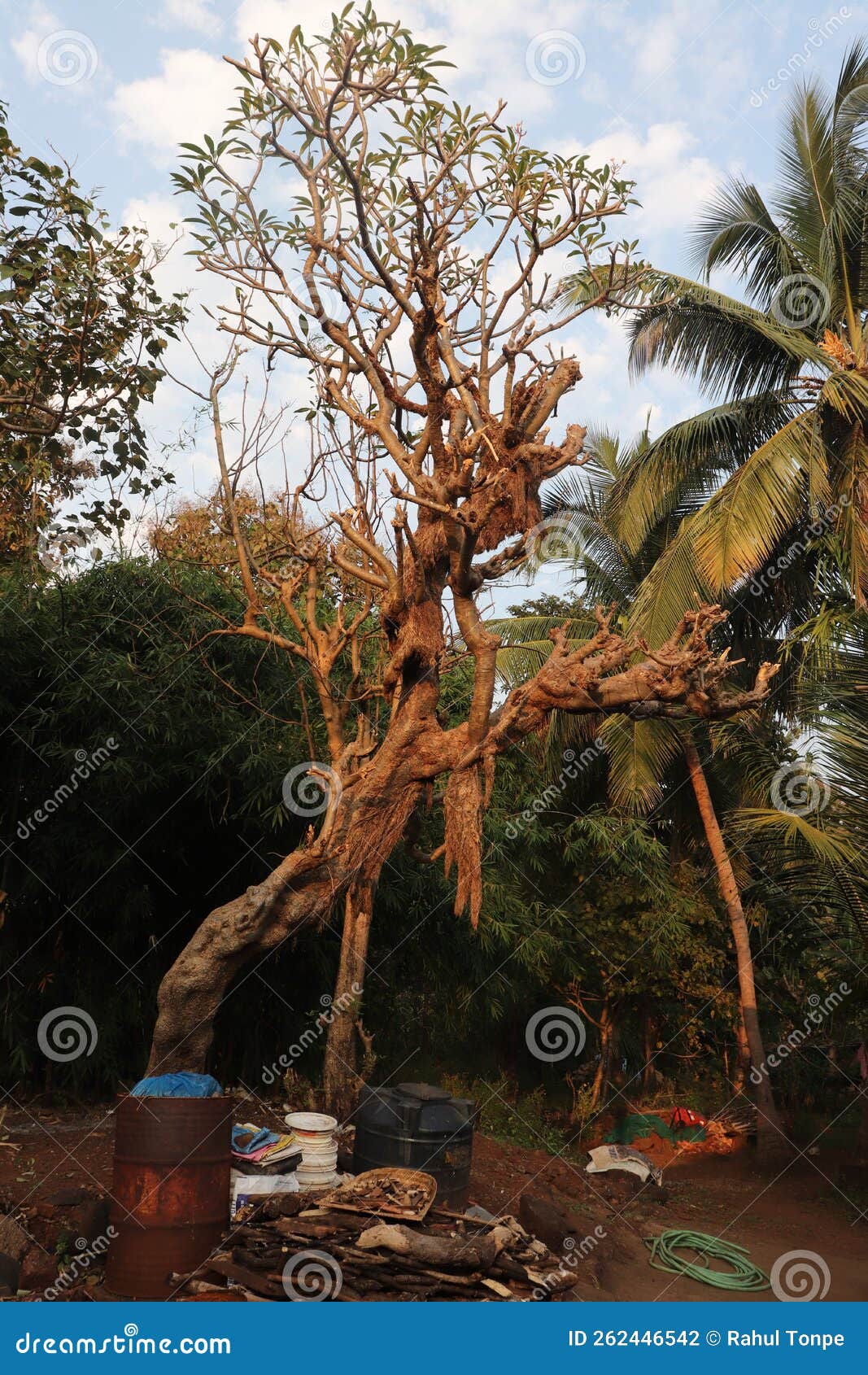 Best Tree Leef Green Stock Photography | CartoonDealer.com #218119520