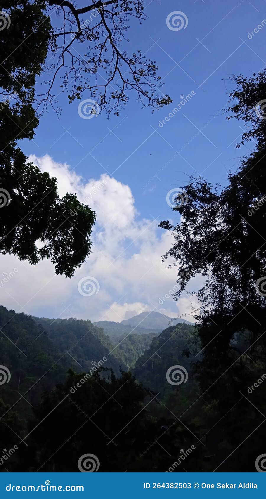 Best view in the forest stock image. Image of blue, mountain - 264382503
