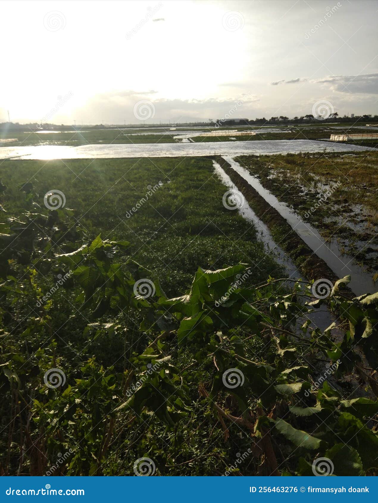 Best view at morning stock photo. Image of river, field - 256463276