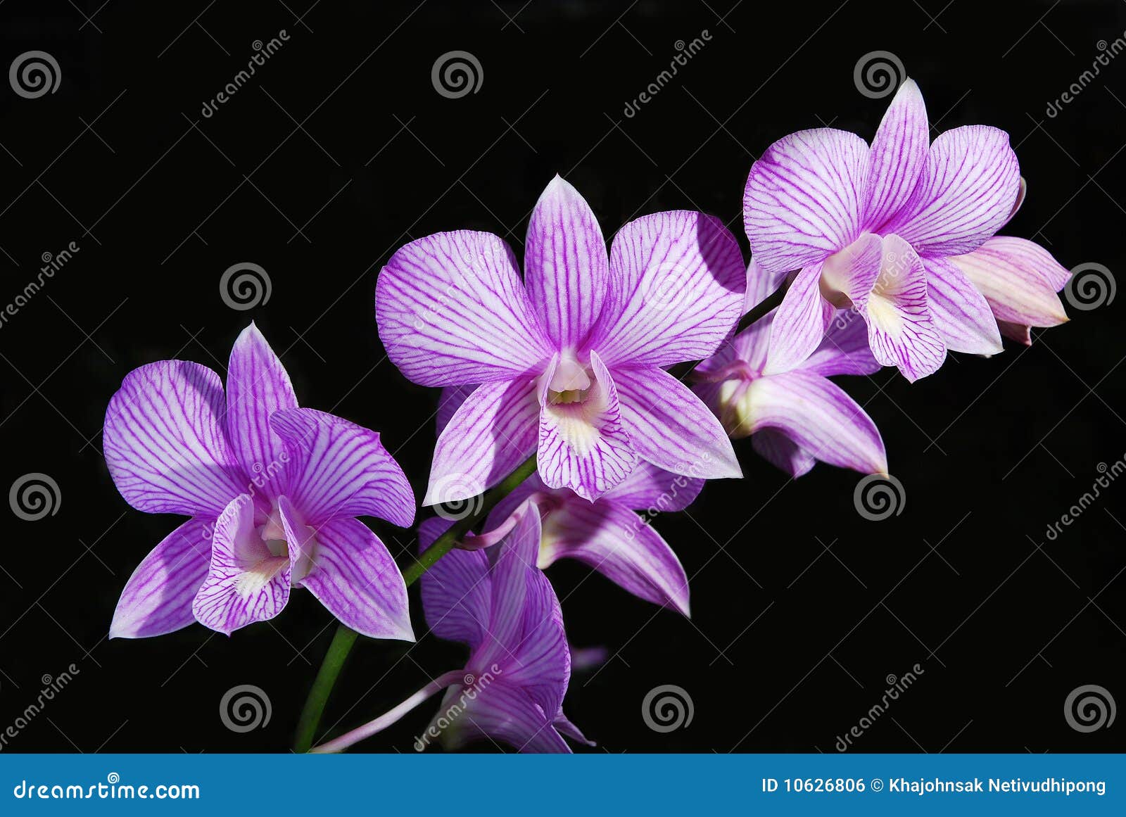 The best violet orchid stock photo. Image of fragrance - 10626806